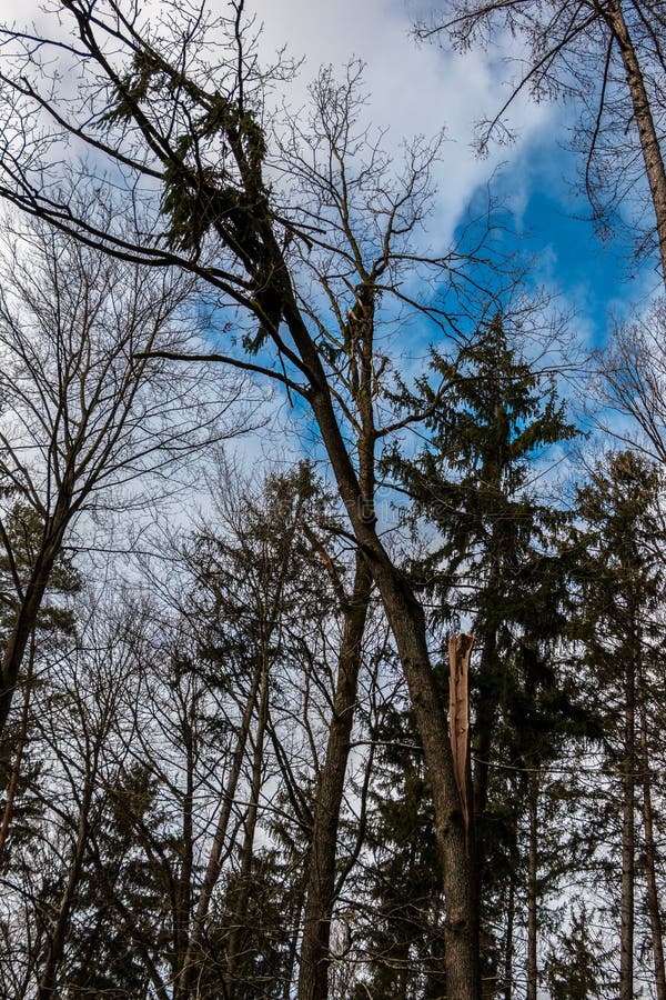 Big Tree Broken in the Middle after a Big Storm Stock Photo - Image of ...