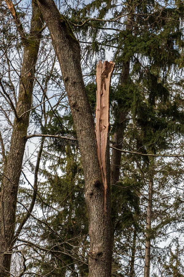 Big Tree Broken in the Middle after a Big Storm Stock Photo - Image of ...