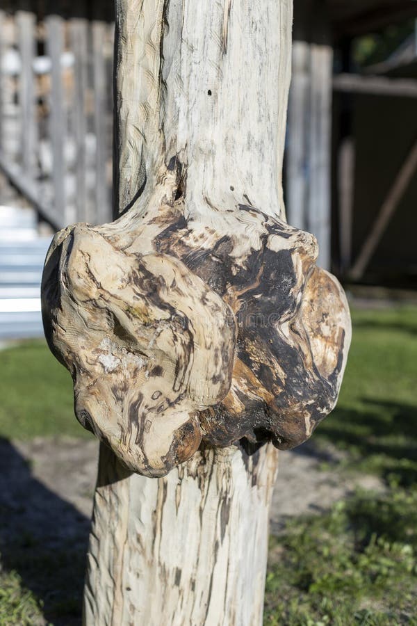 Big Tree Burl Formed on a Bark. Cleaned Wood. Stock Photo - Image of ...