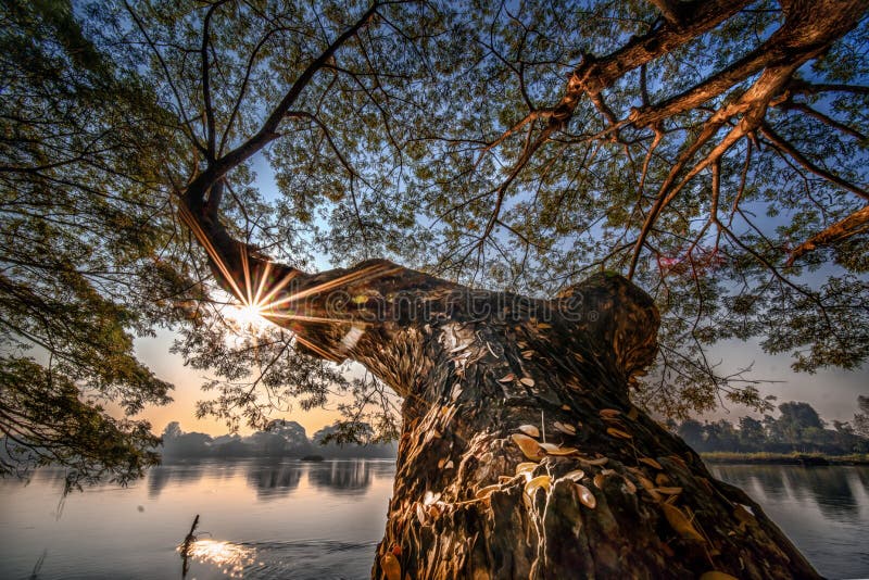 Big Tree in the Garden and River Pond the Sky Good Stock Photo - Image ...