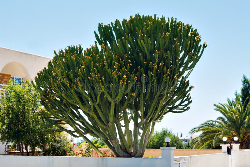 Big Tree Cactus with Yellow Flowers Stock Image - Image of healthy ...