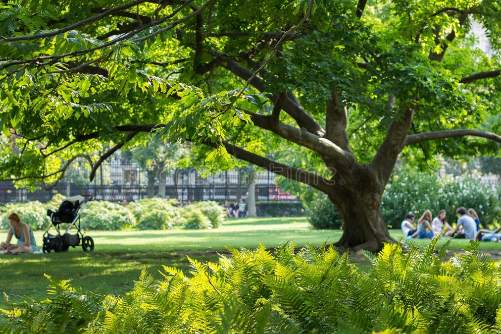 Big tree in city park stock image. Image of branch, town - 58270509