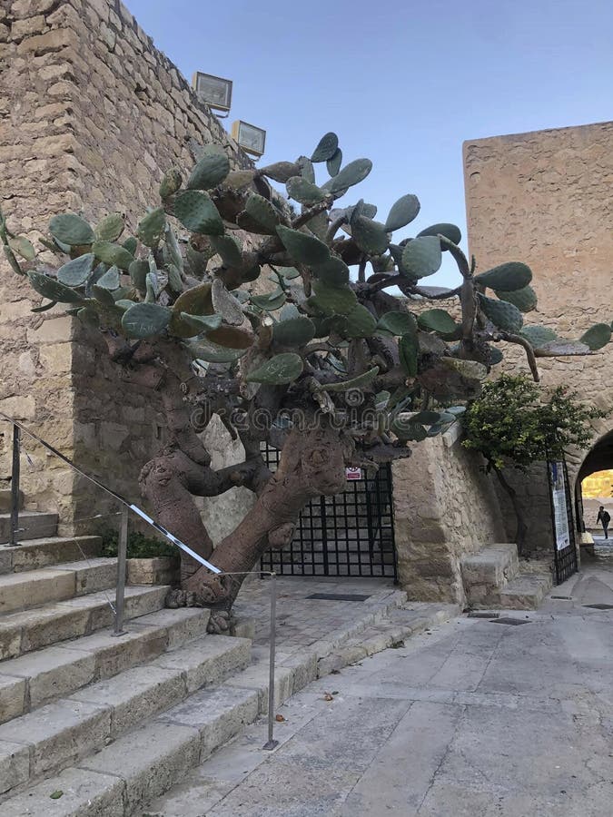 A Big Tree in the City of Spain Stock Image - Image of material ...