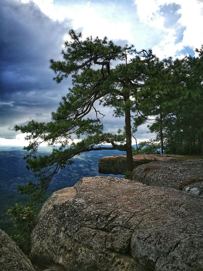 Big Tree on the Cliff and Blue Sky Stock Image - Image of cliff, blue ...
