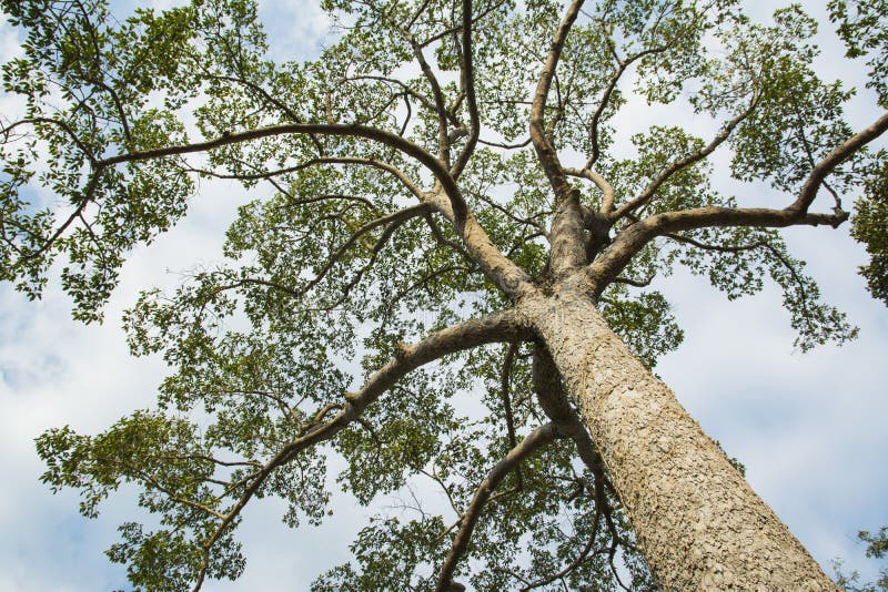 Big tree and cloud sky stock image. Image of summer - 109980523