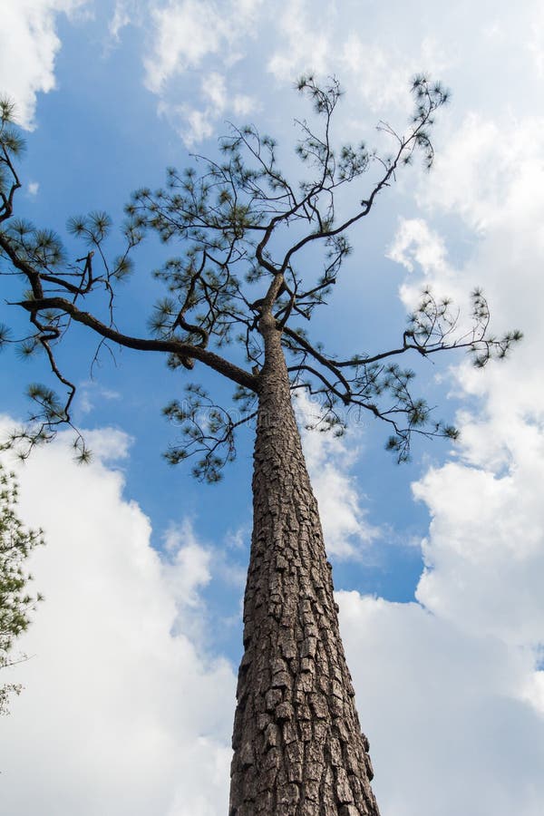 Big Tree on Color Background with Cloud the Sky Stock Image - Image of ...