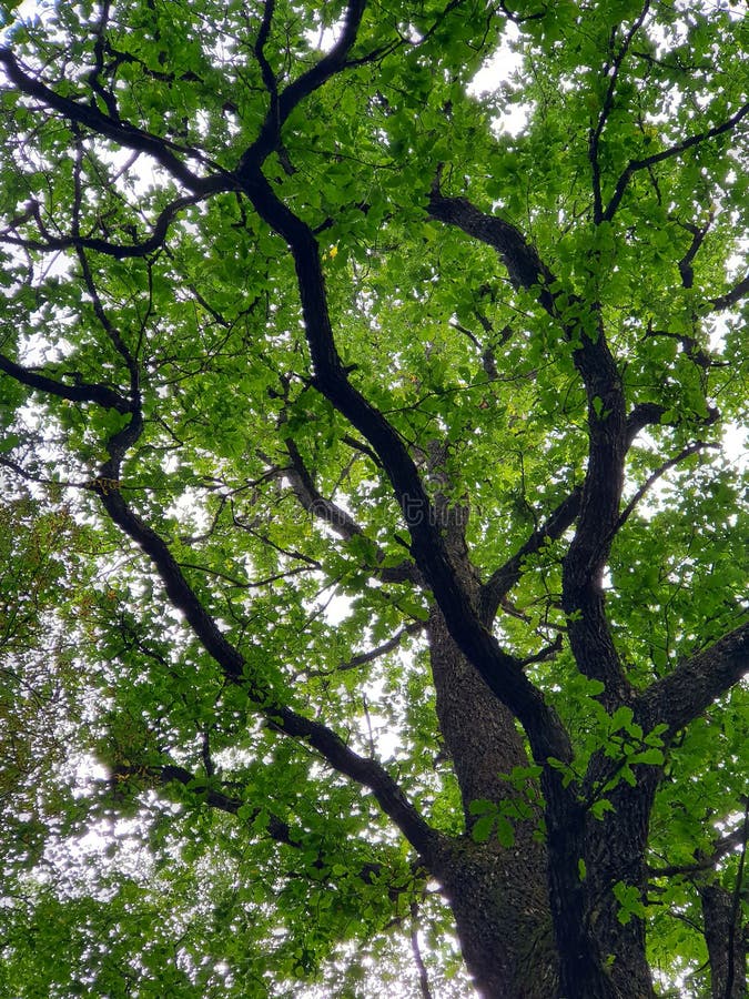 Big Tree on Color Background Stock Image - Image of bright, space ...