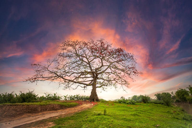 Big tree in the color sky stock image. Image of grass - 212796883