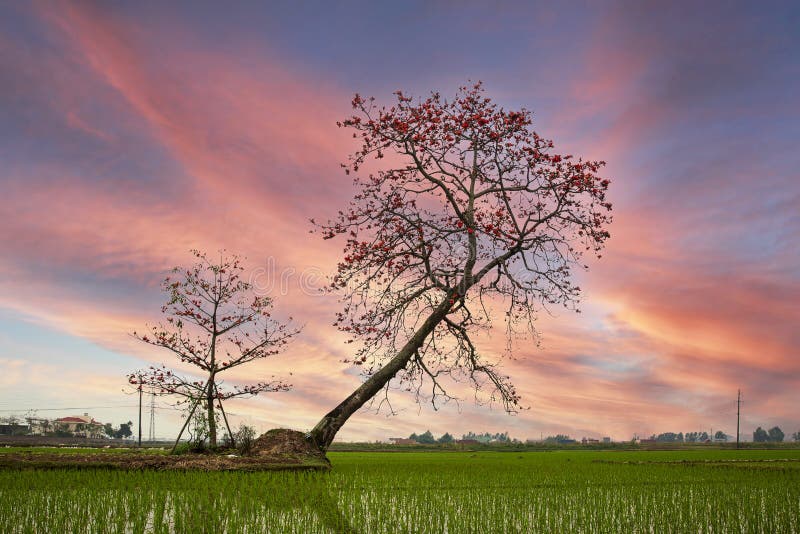 Big tree in the color sky stock image. Image of animals - 215398319