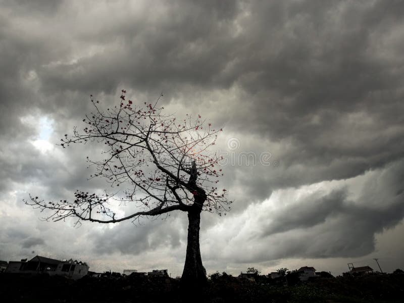 Big tree in the color sky stock photo. Image of outdoors - 215398662