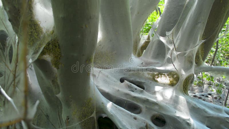 Big Tree Completely Covered in Cobweb Tissue Made by Bird-cherry Moth ...
