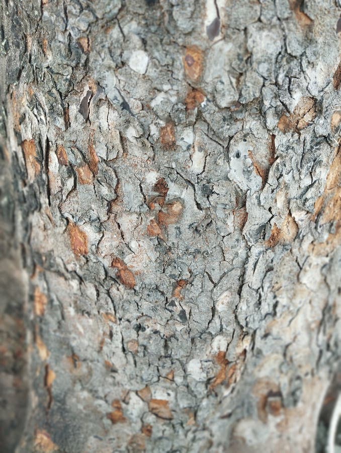 Big Tree contour stock image. Image of life, great, tree - 331636667