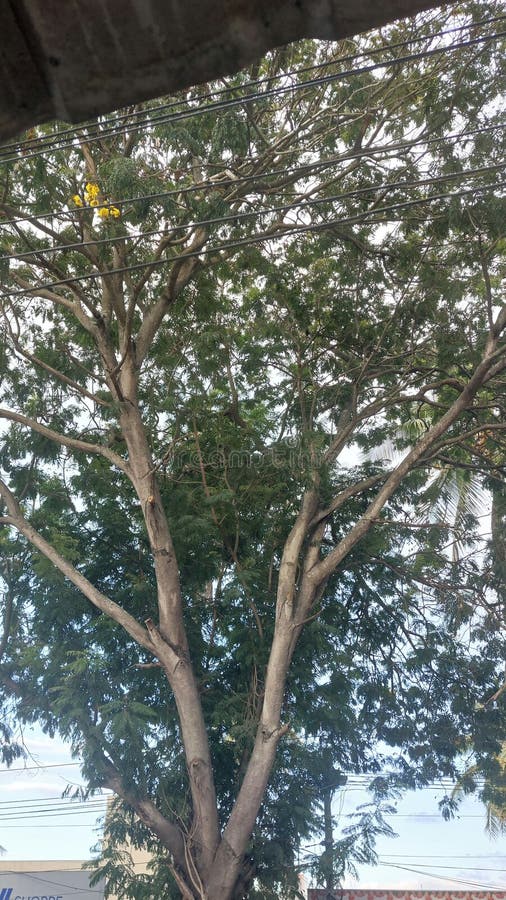 A Big Tree with Cool Branches Stock Photo - Image of produce, forest ...