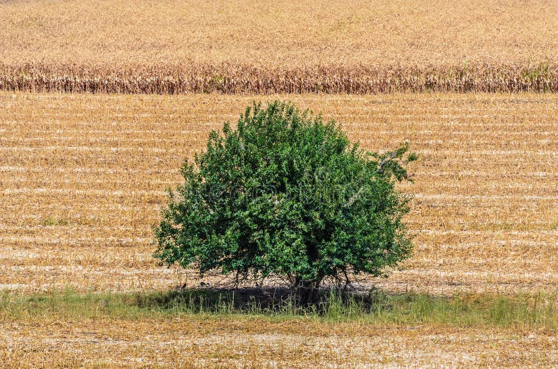 Big Tree in a Corn Field - Tree Isolated in the Field - Corn Harvesting ...