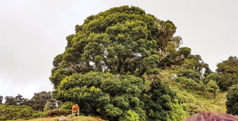 Big Tree stock photo. Image of tree, nature, rican, costa - 104808054