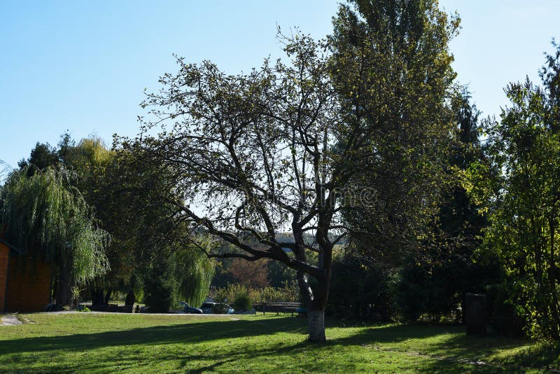 Big Tree in a Country House. Vacation in the Country Stock Image ...