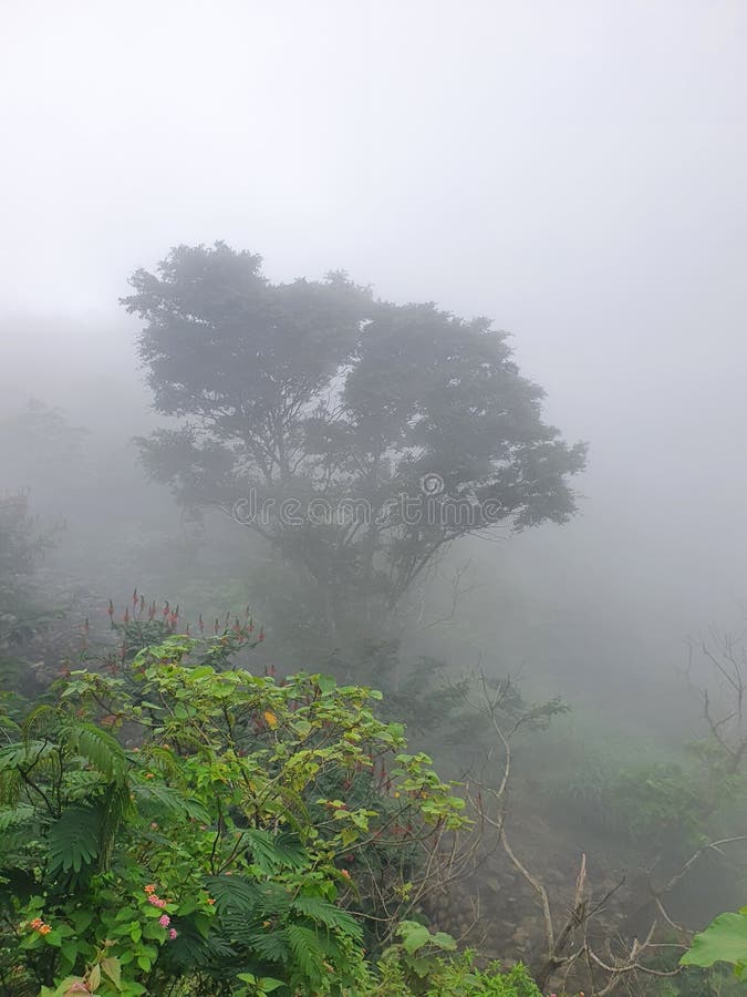 A Big Tree Covered in Fog on the Mountain Stock Image - Image of nature ...