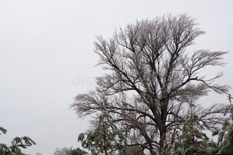 Big Tree Covered with Ice. Freezing Rain. Ice Covered. Bad Weather in ...