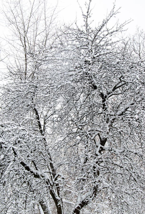 Big Tree Covered with Snow in a Park Stock Image - Image of beauty ...
