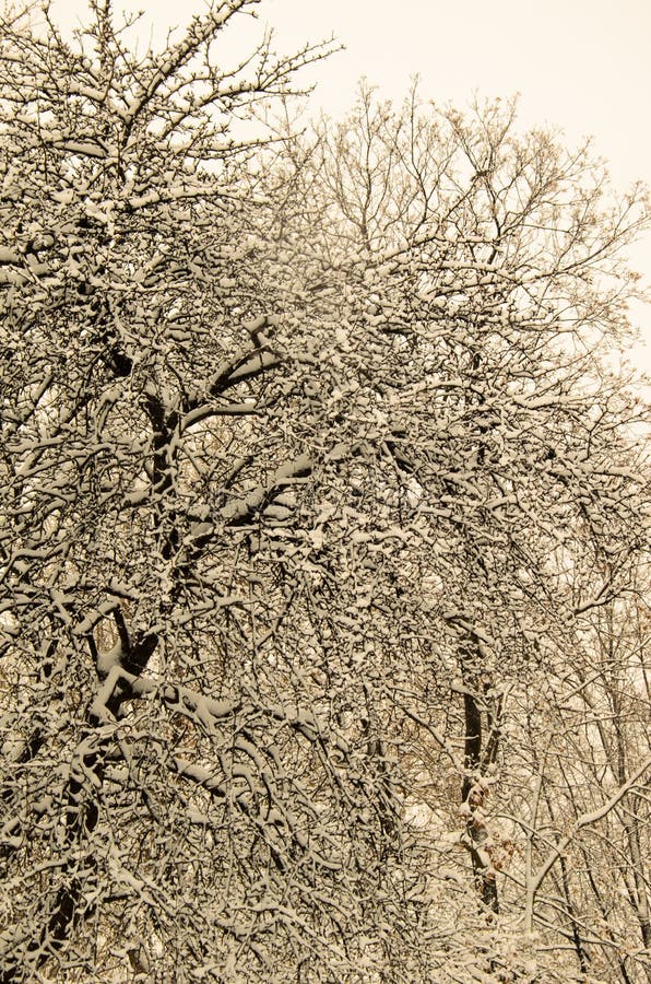 Big Tree Covered with Snow. Retro Style Stock Photo - Image of flora ...