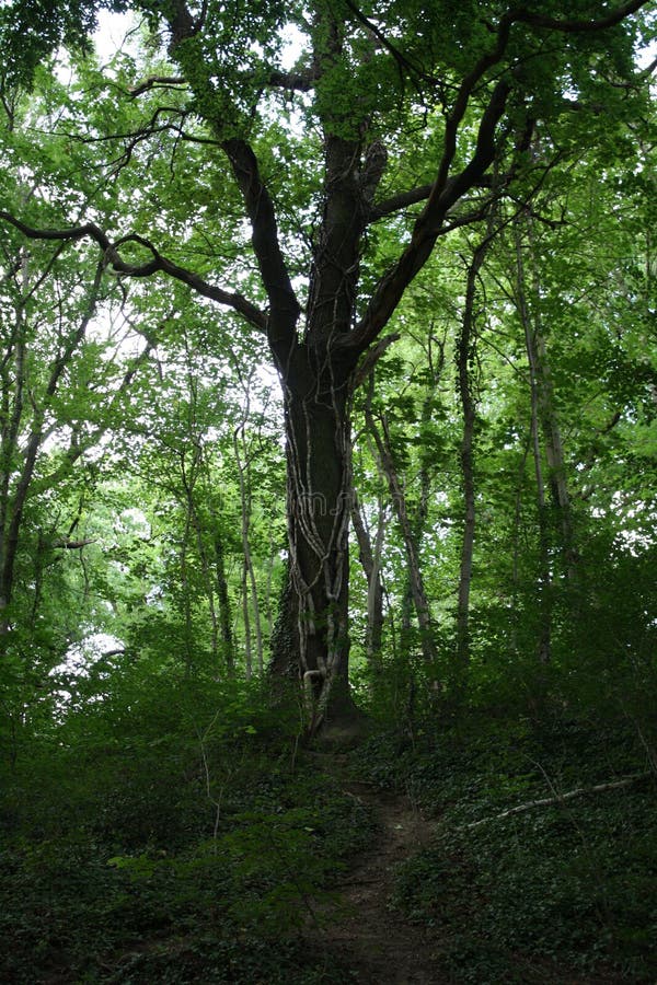 Big tree covered in vines stock image. Image of covered - 180984943