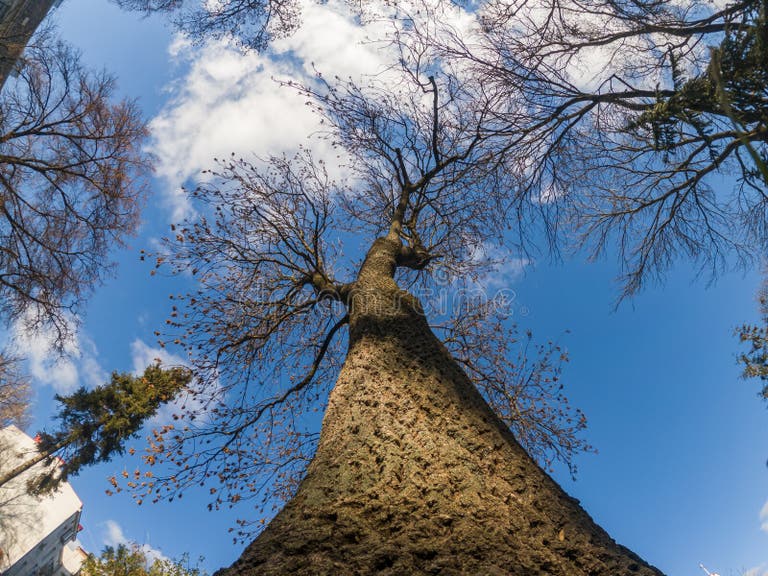 Big Tree, Tree Crown on Sky Background, Bottom View from Ground Stock ...