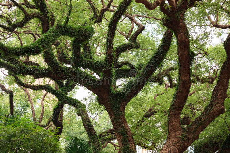 Big Tree Curly Branches and Foliage Stock Image - Image of foliage ...