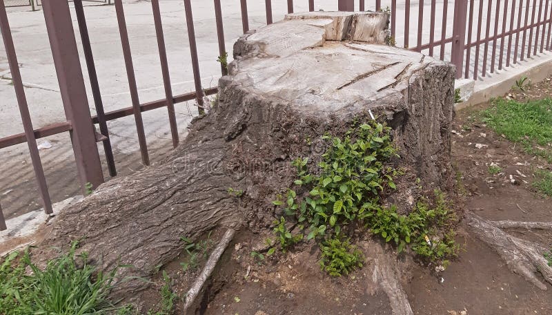 Big Tree Cut Down from the Stem Stock Photo - Image of wood, landscape ...