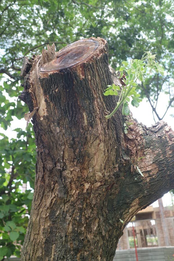 Big Tree Cut in the Middle of the Park Stock Photo - Image of design ...