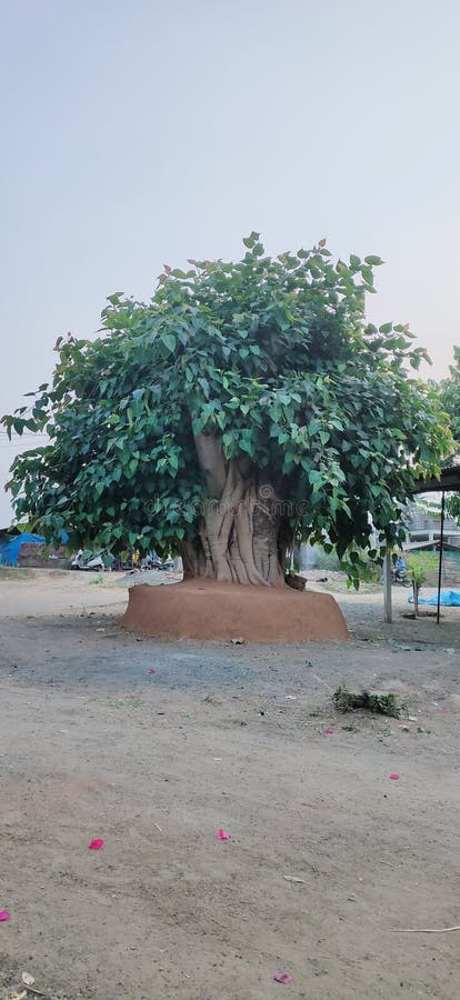 Big Tree but Cut Village Choraha 4way Stock Photo - Image of evergreen ...