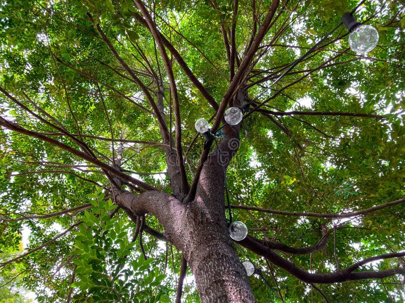 A Big Tree Decorated by Party Light Bulbs on it Branch Took from Bottom ...