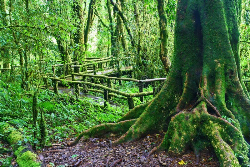 Big Tree in Deep Forest, Intanon Mountain Thailan Stock Image - Image ...
