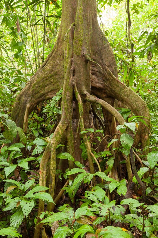 Big Tree Deep in Rainforest Borneo Stock Photo - Image of asia, plants ...