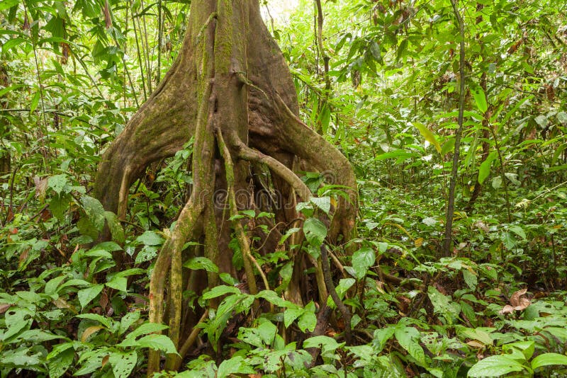 Big Tree Deep in Rainforest Borneo Stock Photo - Image of outdoor ...