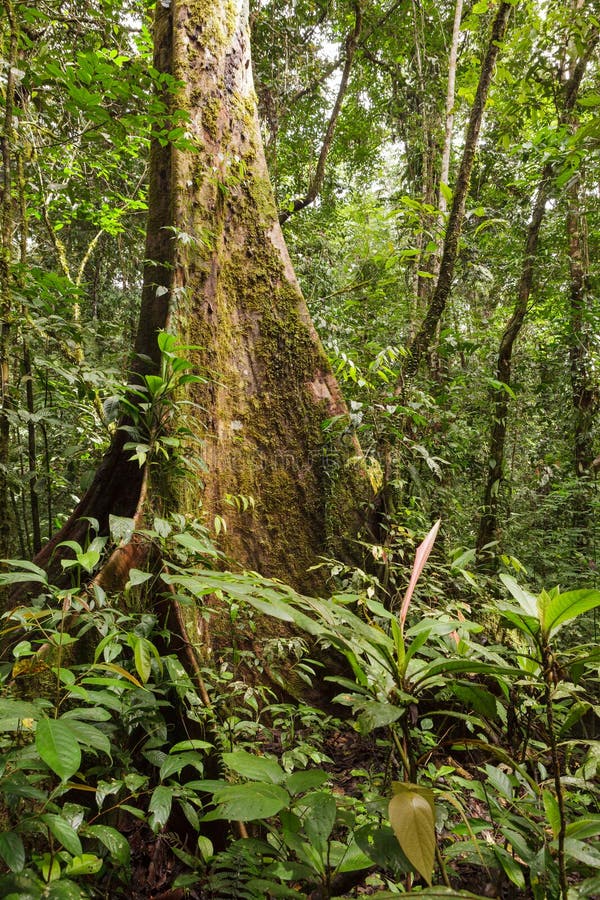 Big Tree Deep in Rainforest Borneo Stock Image - Image of exotic ...