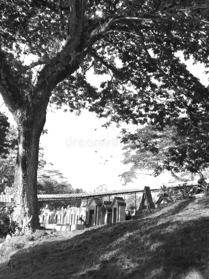 Big Tree and the Desolate Graveyard Stock Photo - Image of tree ...