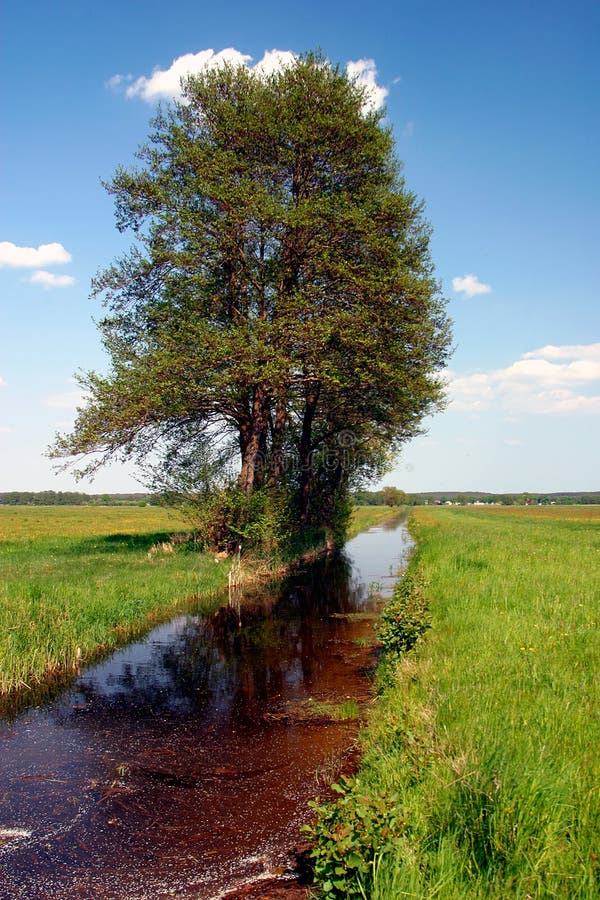 Big Tree by a Ditch in the Fields Stock Image - Image of cloud ...