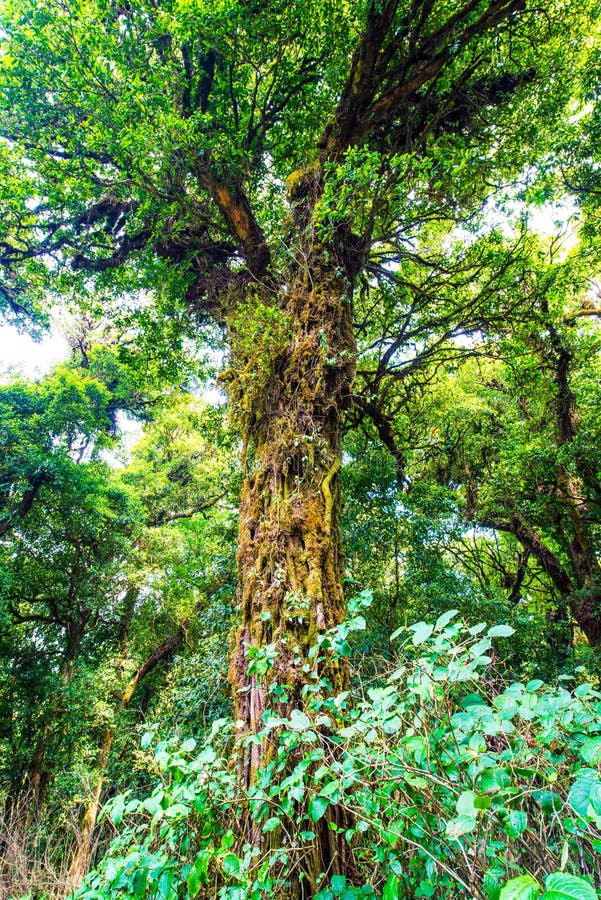 Big Tree in Doi Inthanon National Park Stock Image - Image of forest ...