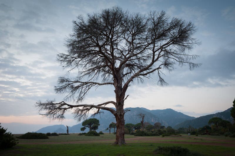 Big tree stock image. Image of horizon, loneliness, cloud - 31847751