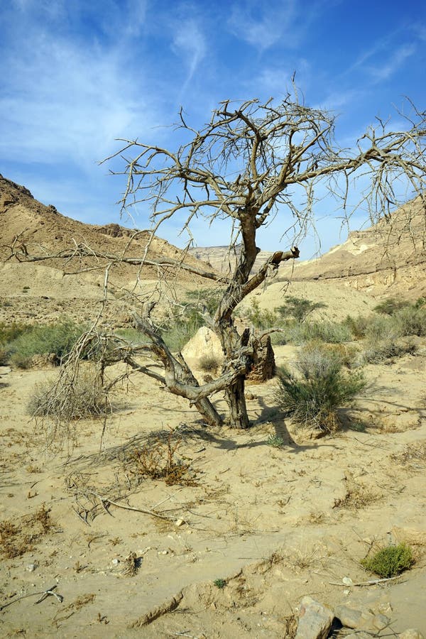 Big tree stock photo. Image of nature, boulder, branch - 48978238