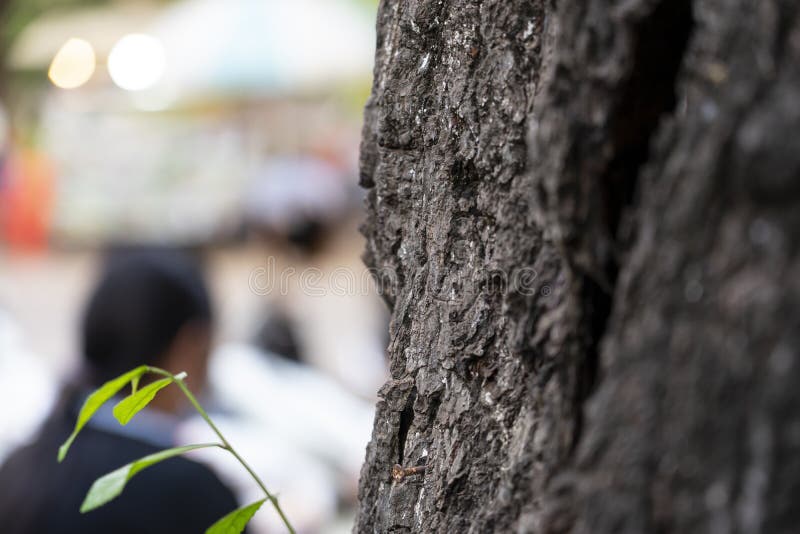 Big Tree with Dry Skin Texture with Blurry Background Effect Stock ...
