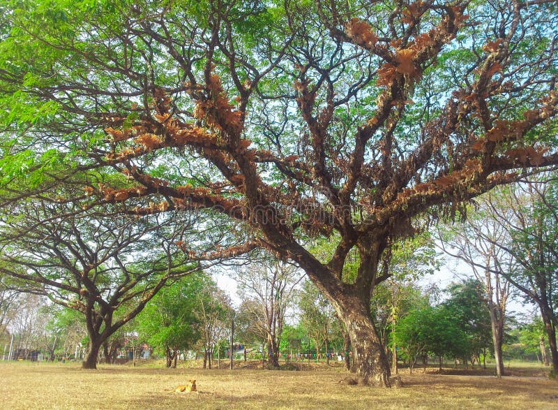 Big tree stock image. Image of outdoor, landscape, light - 45362611