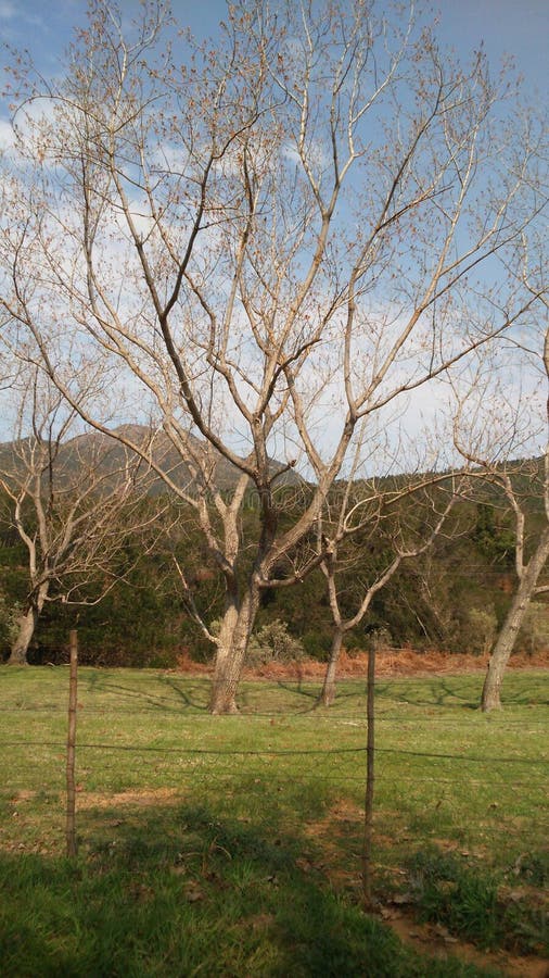 Old tree stock photo. Image of tree, farm, flora, dead - 99760786