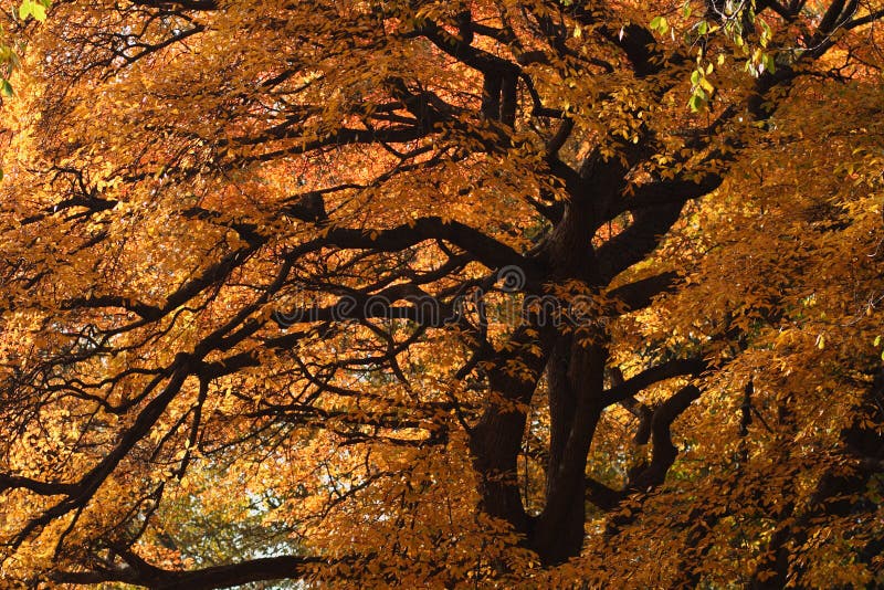 Big tree with fall colors stock image. Image of trunk, park - 388233