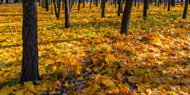 Fall Autumn Woods stock photo. Image of leaf, sunny - 131551268