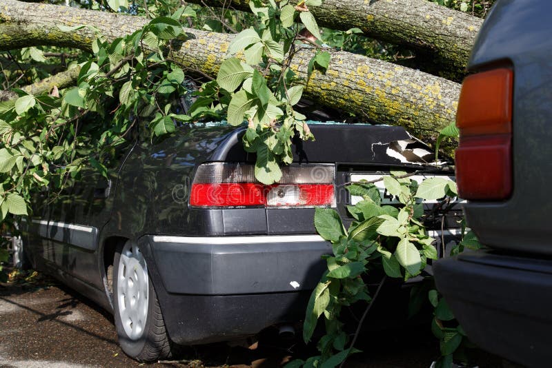 Big Tree Fall Down on Car during Hurricane Stock Photo - Image of ...