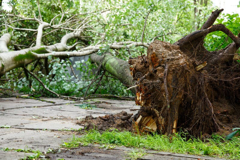 Uprooted Tree from a Storm stock image. Image of severe - 7339649