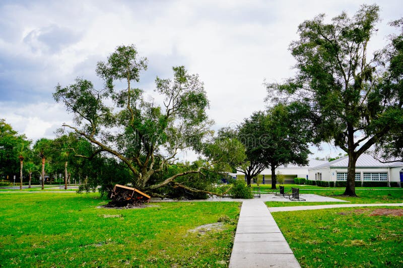 A Big Tree Fall after a Hurricane Stock Photo - Image of hurricane ...