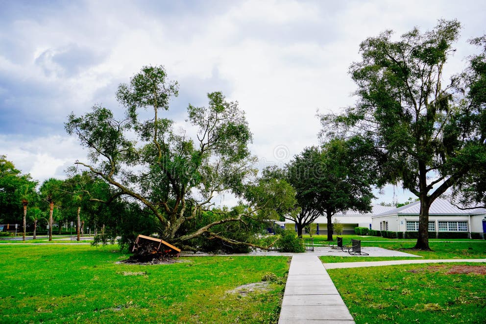 A Big Tree Fall after a Hurricane Stock Image - Image of fell, branch ...