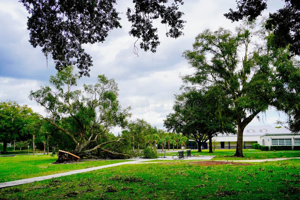 A Big Tree Fall after a Hurricane Stock Photo - Image of natural, green ...
